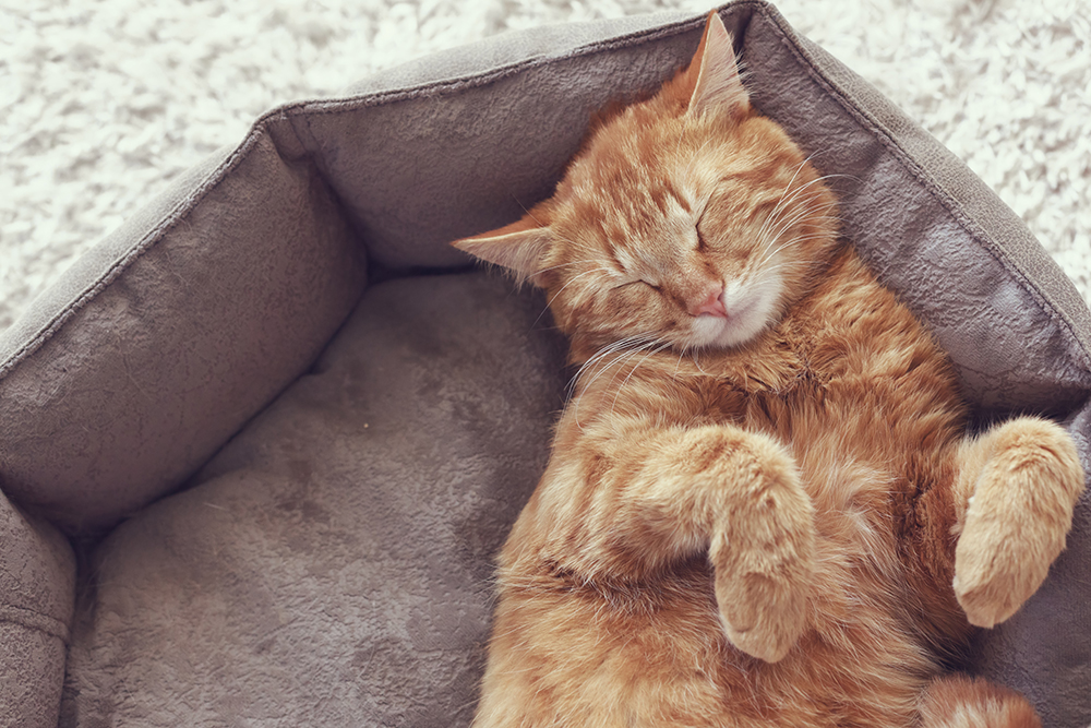Choosing The Best Cattery Pets Training And Boarding