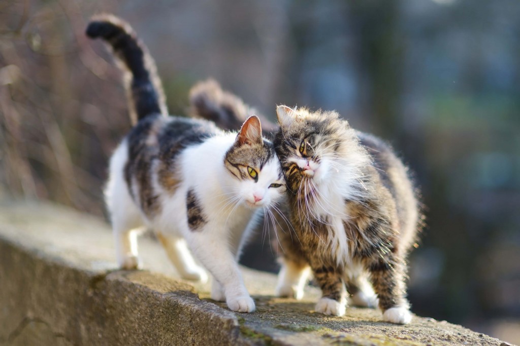 Understanding Your Cat's Behaviour - Pets Training and Boarding