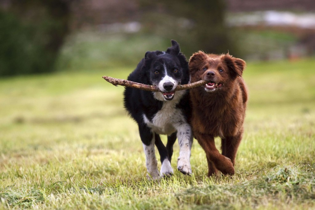 Fun Dog Games To Teach Your Beloved Pets Training And Boarding fun-dog-games-to-teach-your-beloved-pets-training-and-boarding