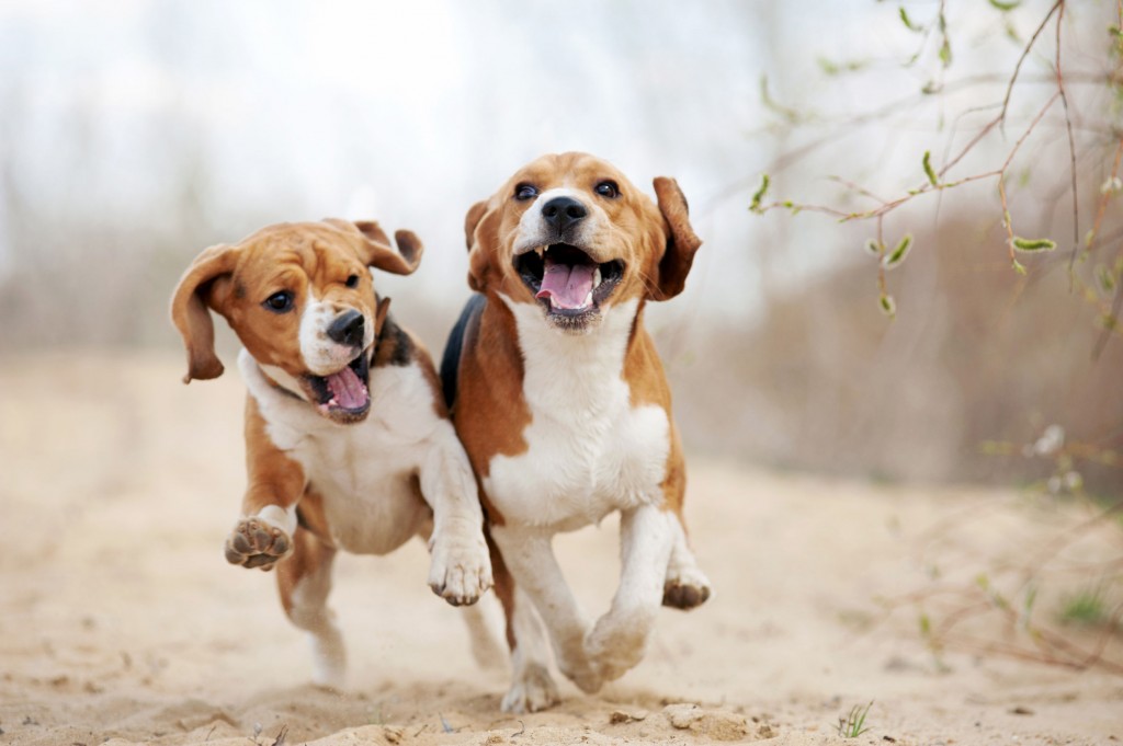 How To Calm Your Hyperactive Dog - Pets Training and Boarding