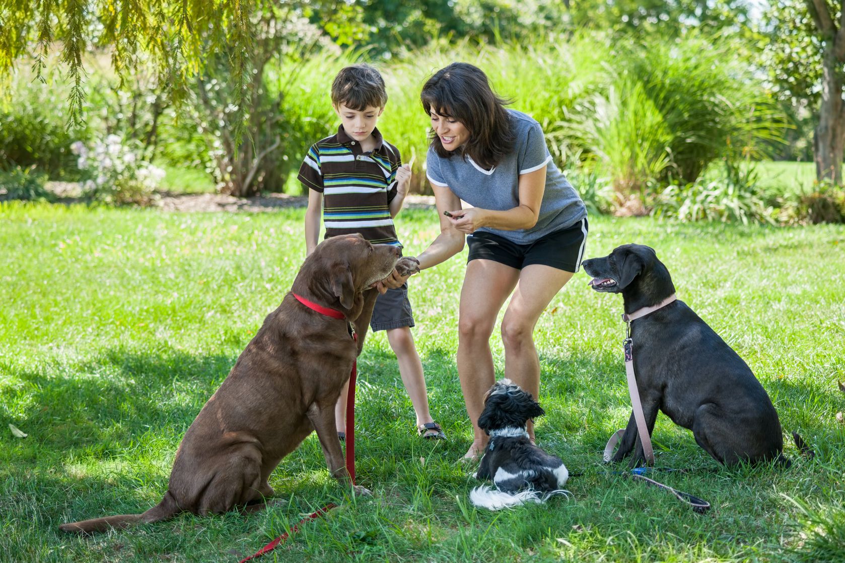 Dog Training Tips Do s And Don ts Pets Training And Boarding Dog Training Tips Do s And Don ts Pets Training And Boarding