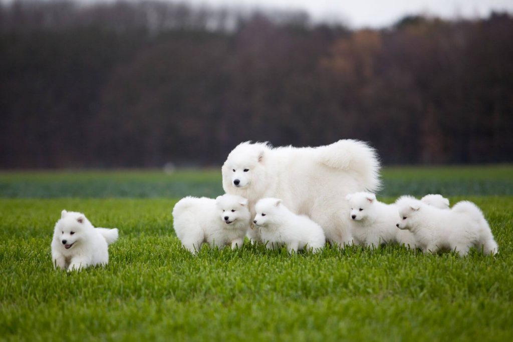 How To Find A Good Dog Breeder - Pets Training and Boarding