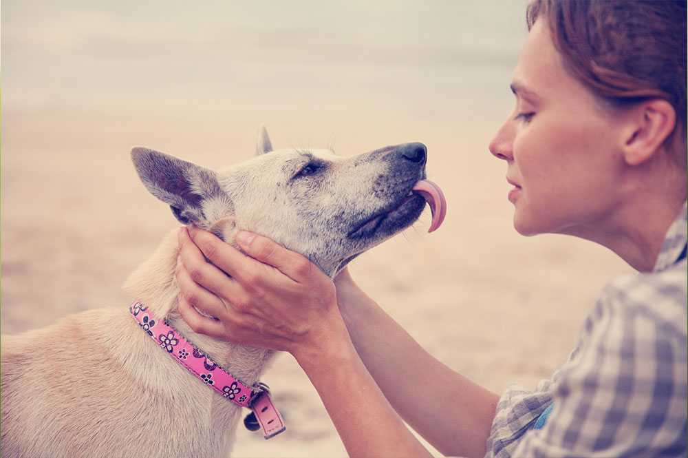 Adopt A Pet We Listed Some Benefits Pets Training And Boarding