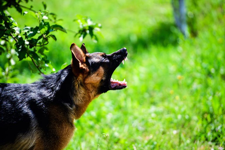 Dog Aggressive behaviour to look out for - Pets Training and Boarding